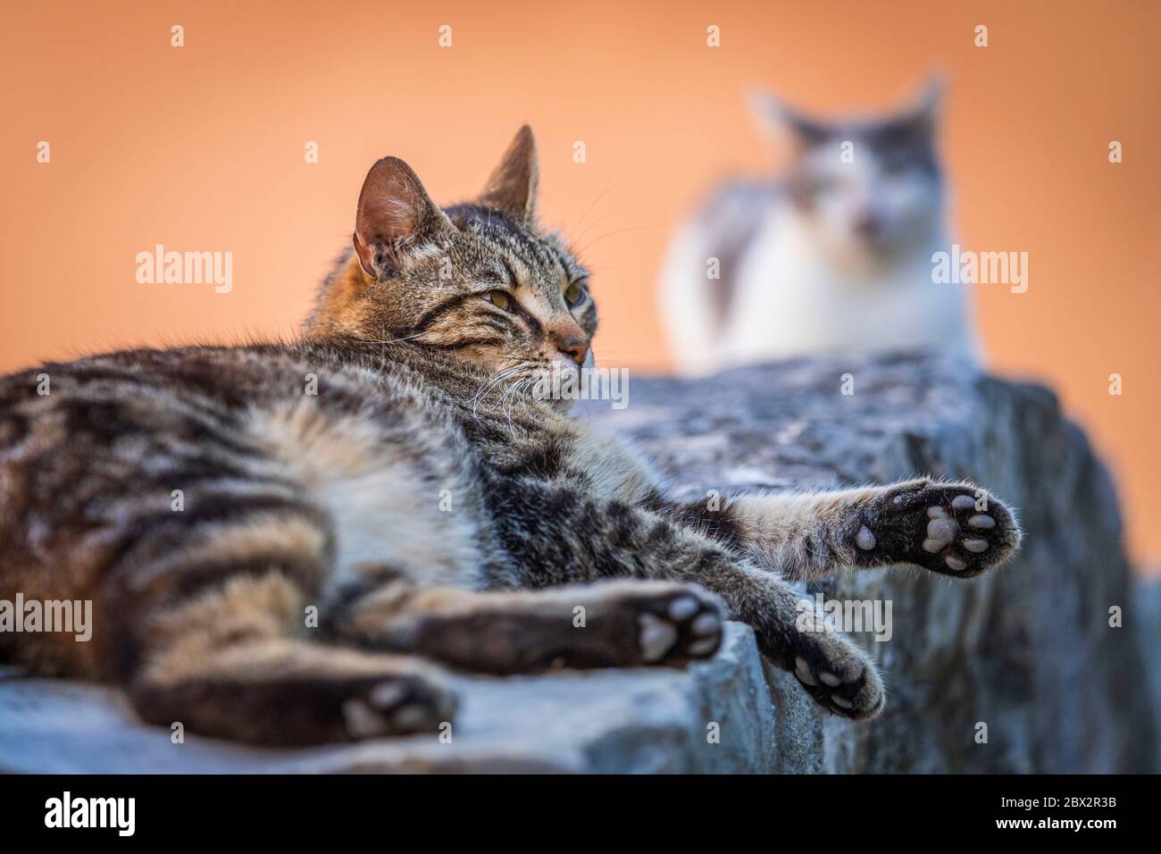 France, Seillans, certified the Most beautiful Villages of France ...