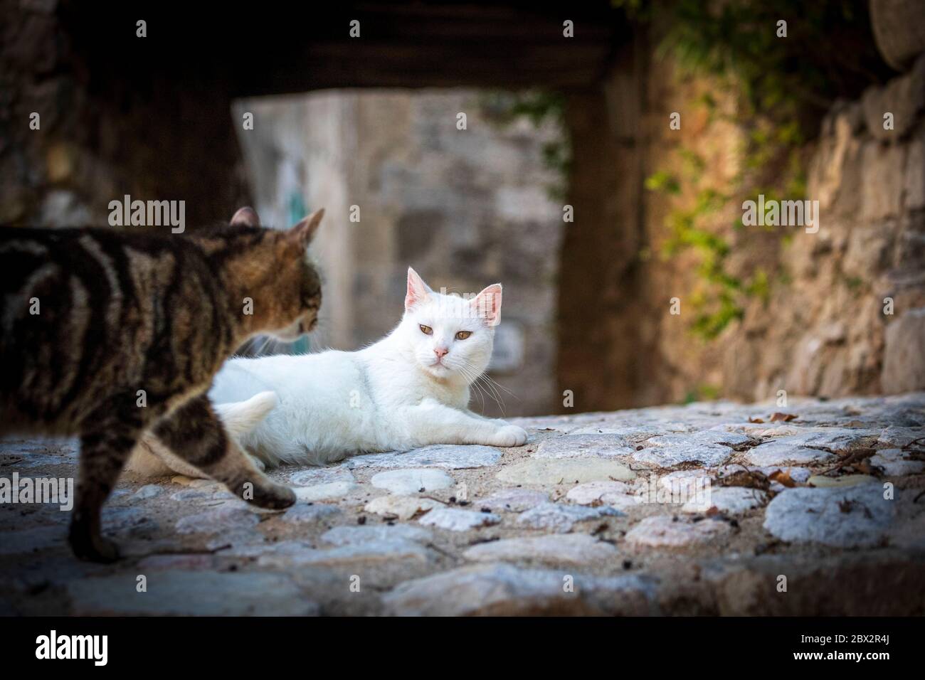 France, Seillans, certified the Most beautiful Villages of France ...