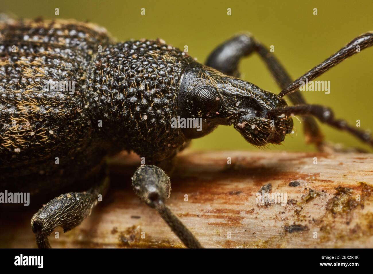 Vine weevil uk hi-res stock photography and images - Alamy