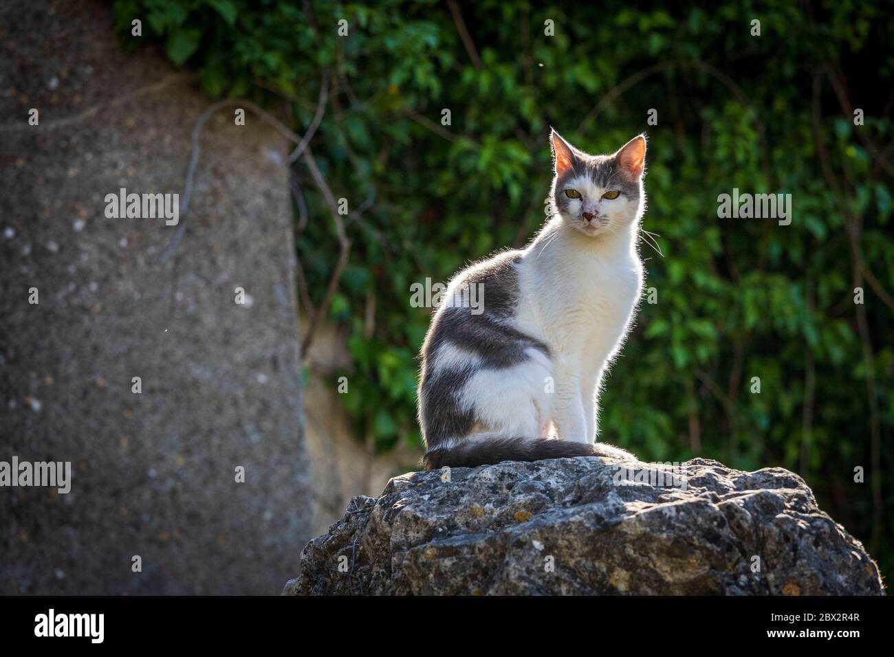 France, Seillans, certified the Most beautiful Villages of France ...