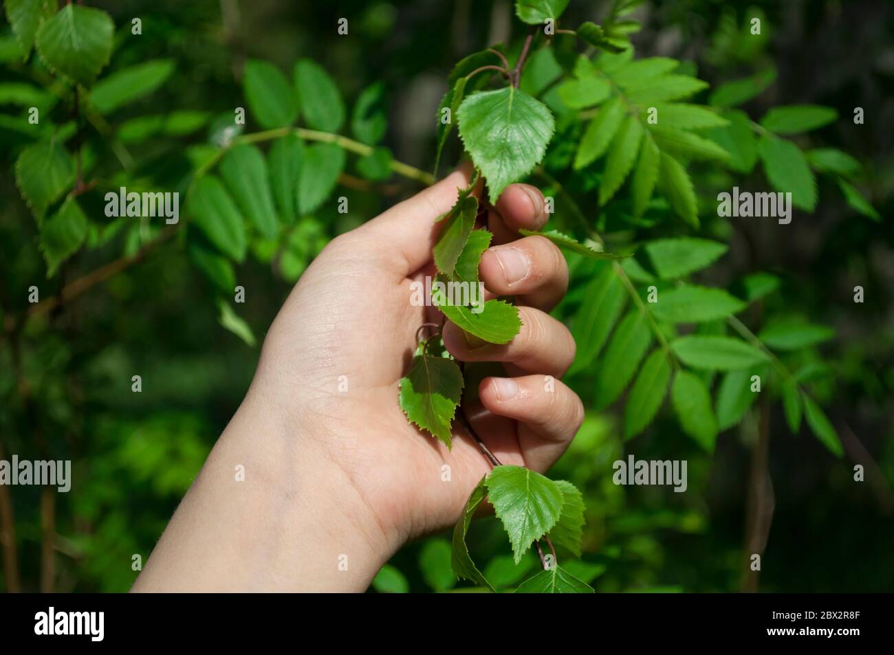 Person holding a branch hi-res stock photography and images - Alamy