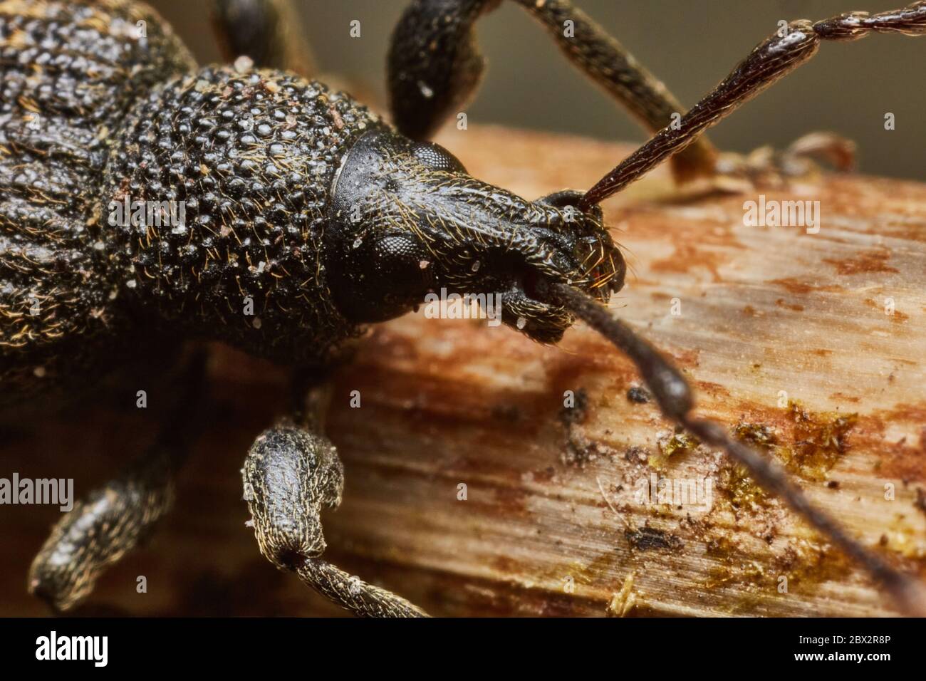 Vine weevil uk hi-res stock photography and images - Alamy
