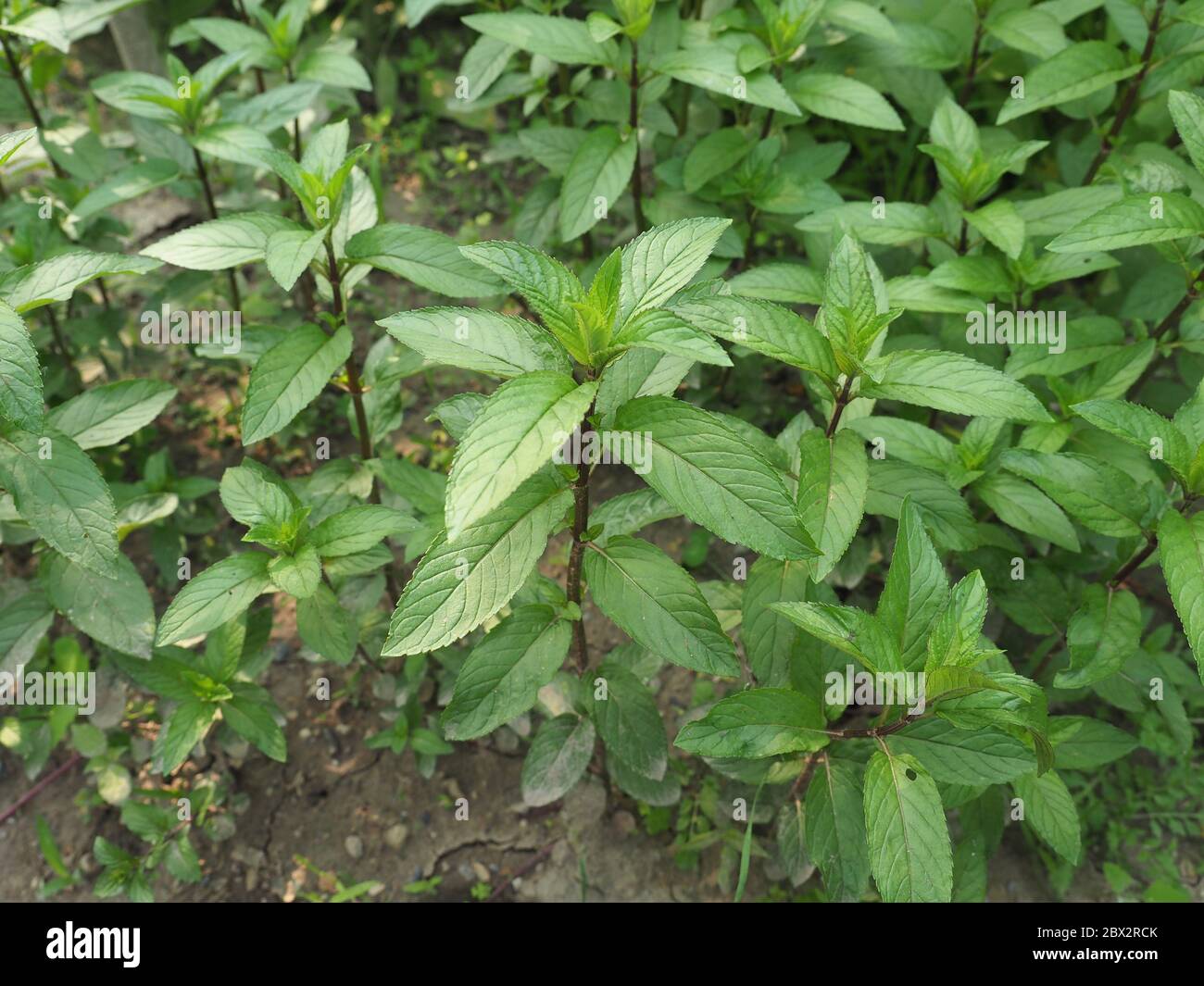 peppermint plant (scientific name Mentha x piperita Stock Photo - Alamy