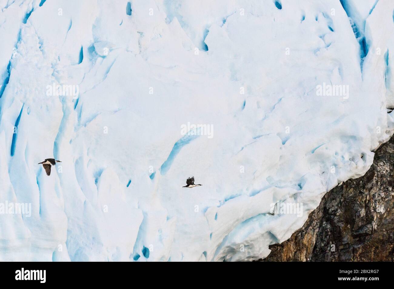 Antarctica, Southern Ocean, Antarctic Peninsula, Graham Land, Lemaire ...