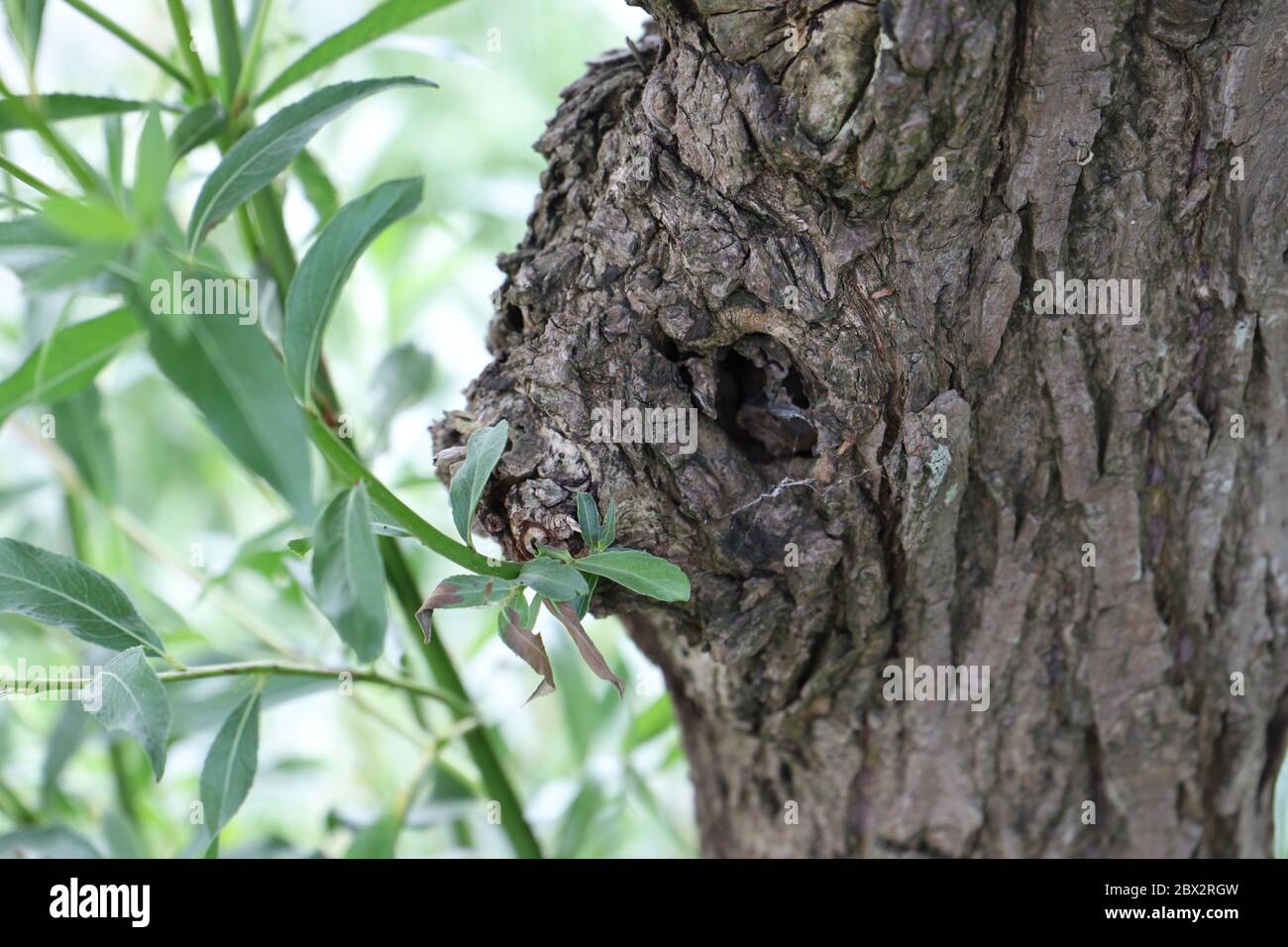 Birk tree hi-res stock photography and images - Alamy