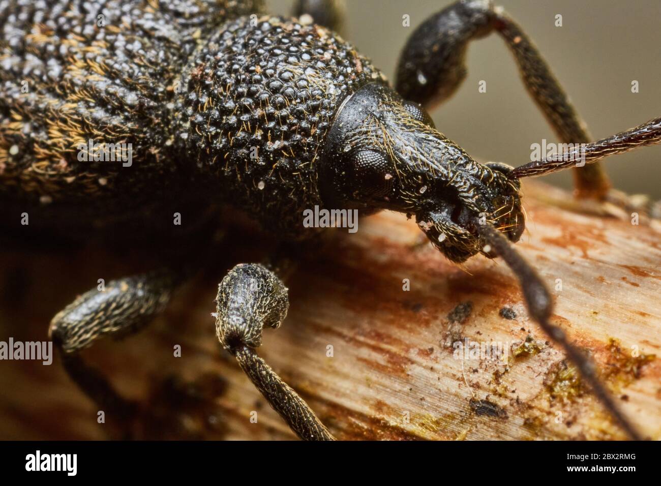 Vine weevil uk hi-res stock photography and images - Alamy