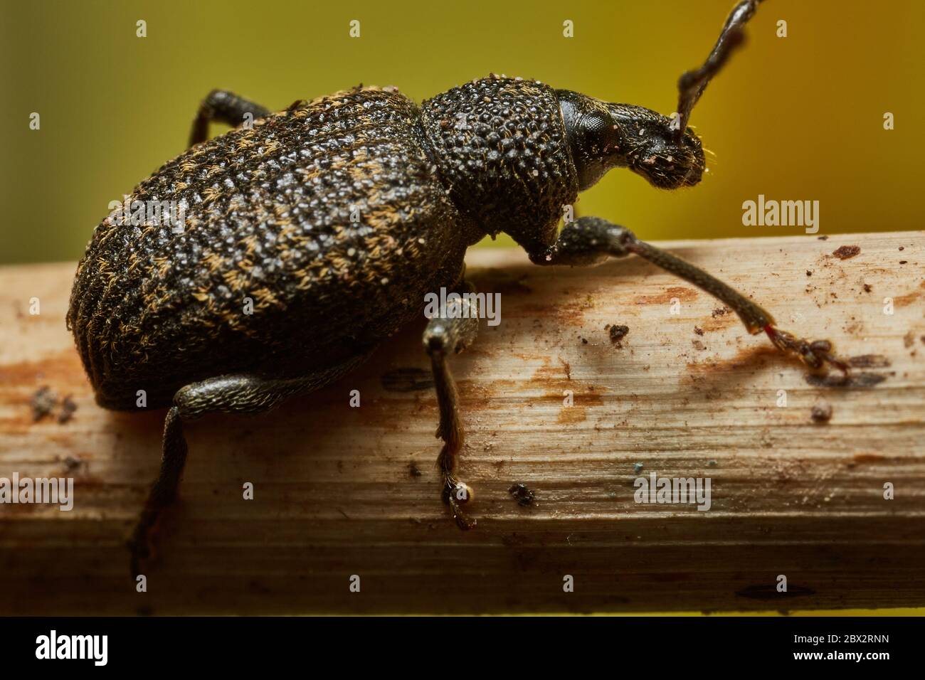 Armored insect hi-res stock photography and images - Alamy