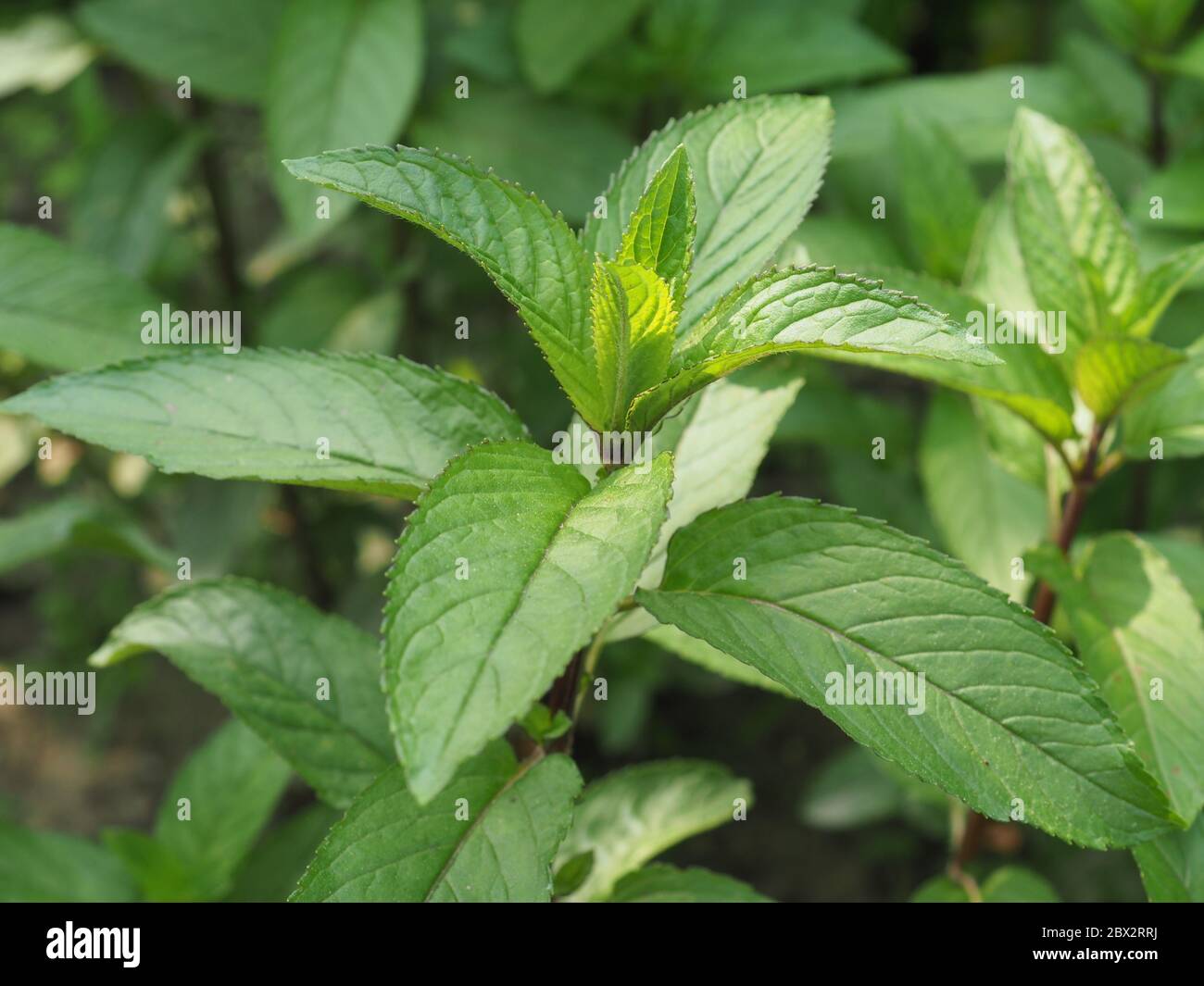 peppermint plant (scientific name Mentha x piperita Stock Photo - Alamy