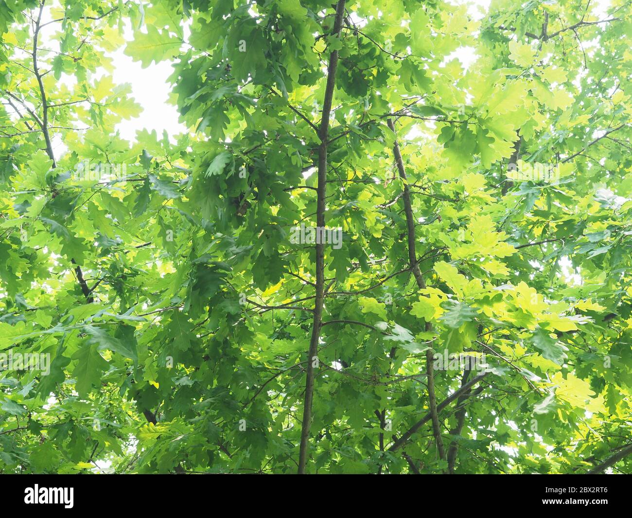 oak tree (scientific name Quercus robur) sapling Stock Photo - Alamy