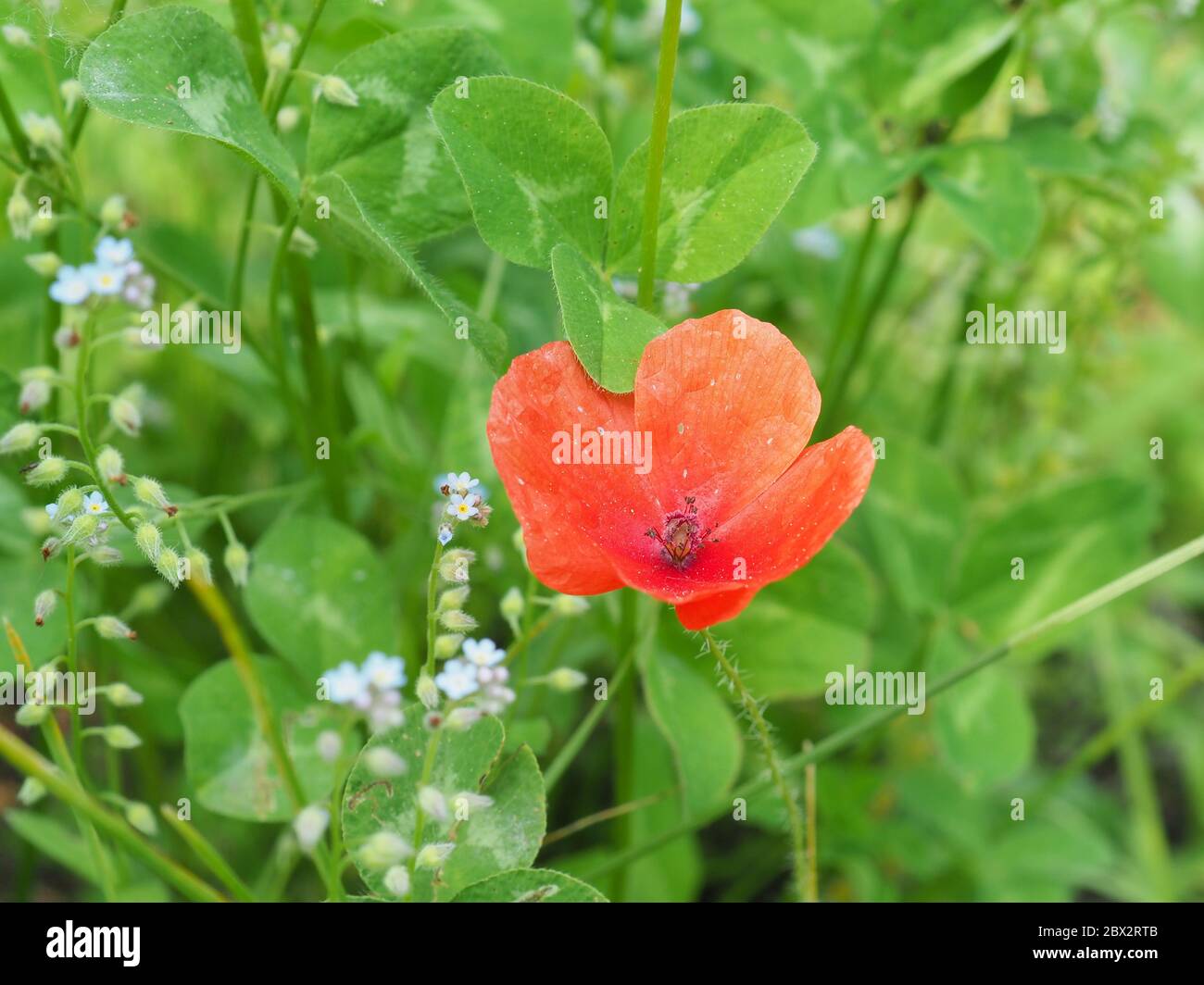 papaver aka poppy plant (scientific classification Papaveraceae) red ...