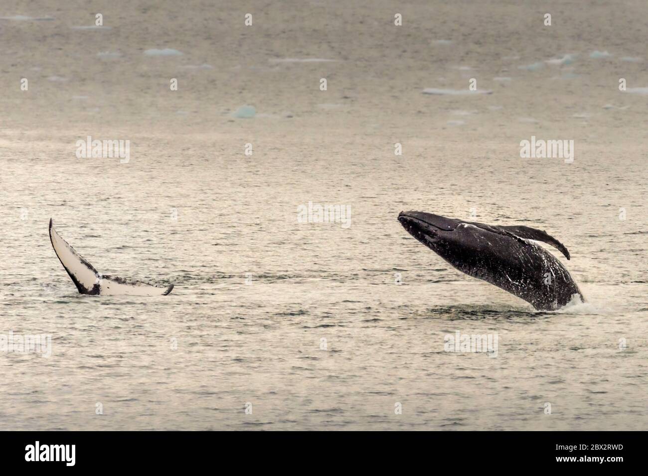 Antarctica, Southern Ocean, Antarctic Peninsula, Graham Land, Booth ...