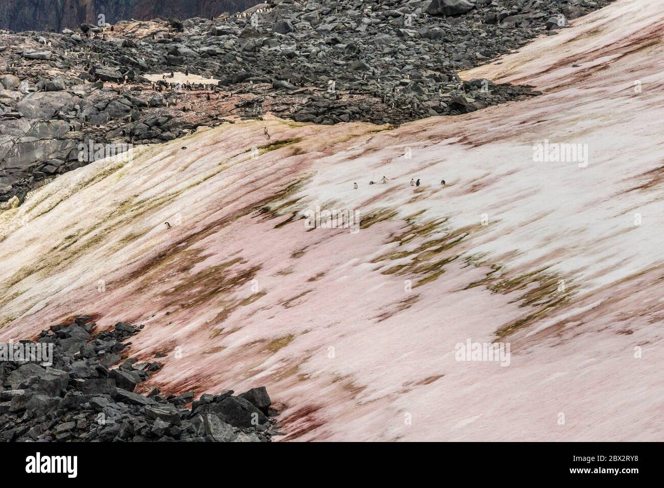 Antarctica, Southern Ocean, Antarctic Peninsula, Graham Land, Booth ...