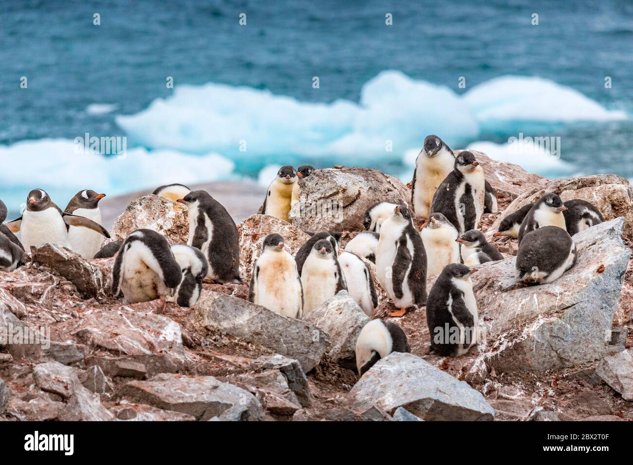 Antarctica, Southern Ocean, Antarctic Peninsula, Graham Land, Booth ...