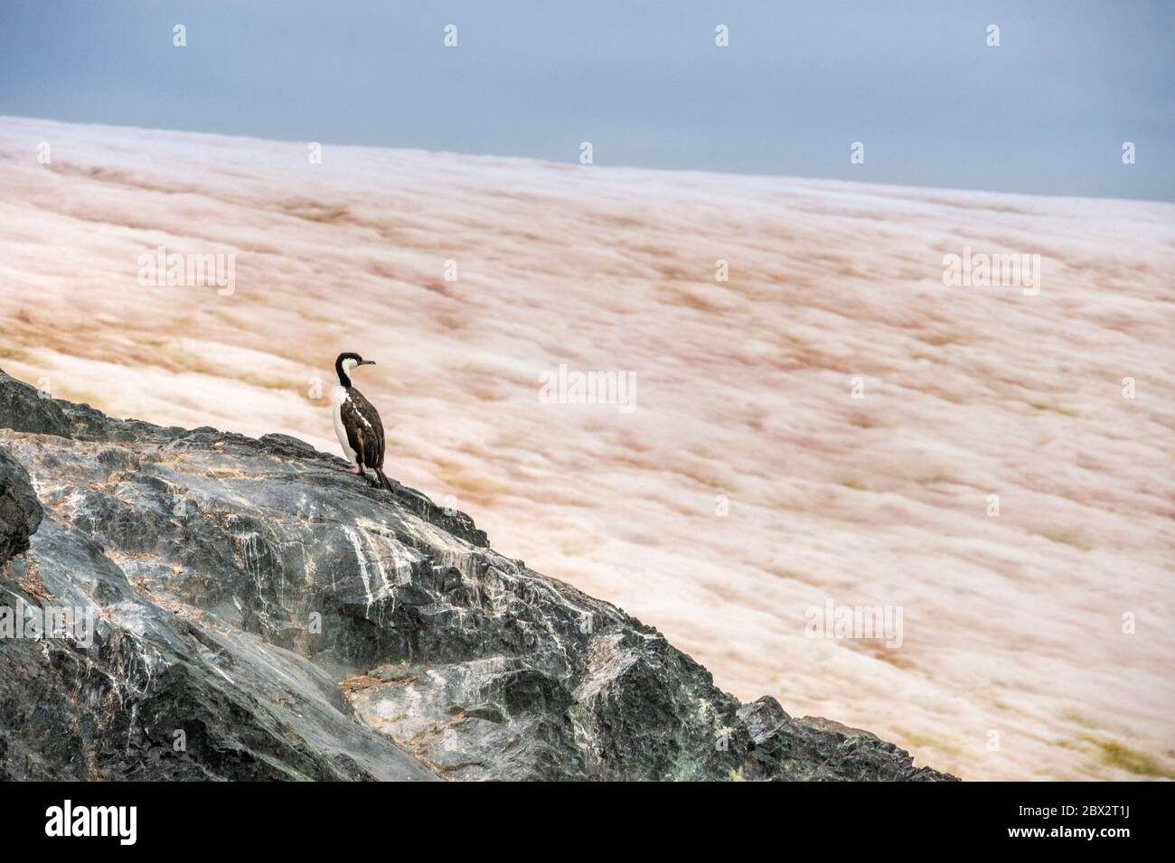 Antarctica, Southern Ocean, Arrowsmith Peninsula, Graham Land, Detaille ...