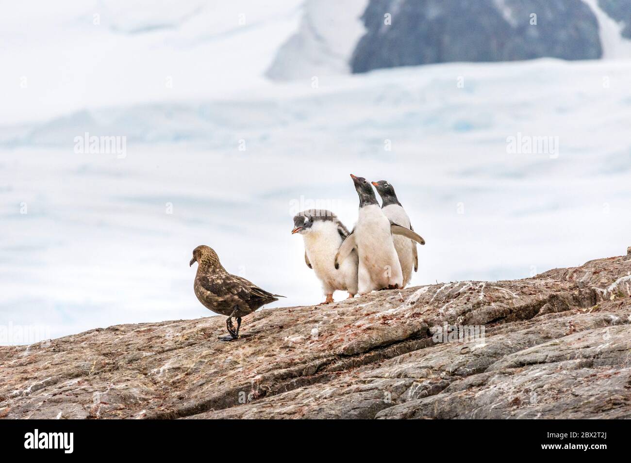 Land predators hi-res stock photography and images - Alamy