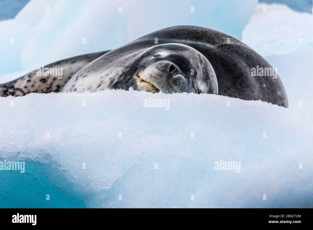 Sea leopard hi-res stock photography and images - Alamy