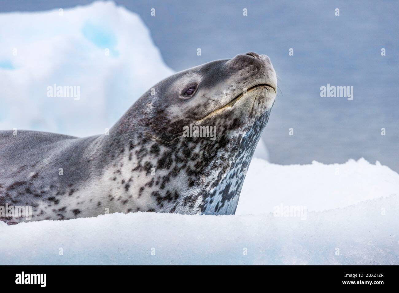 Leopard types hi-res stock photography and images - Alamy