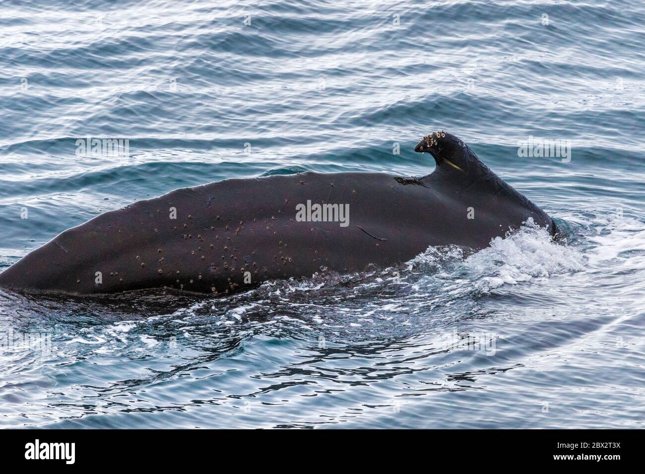 Antarctica, Southern Ocean, Antarctic Peninsula, Graham Land, Lemaire ...