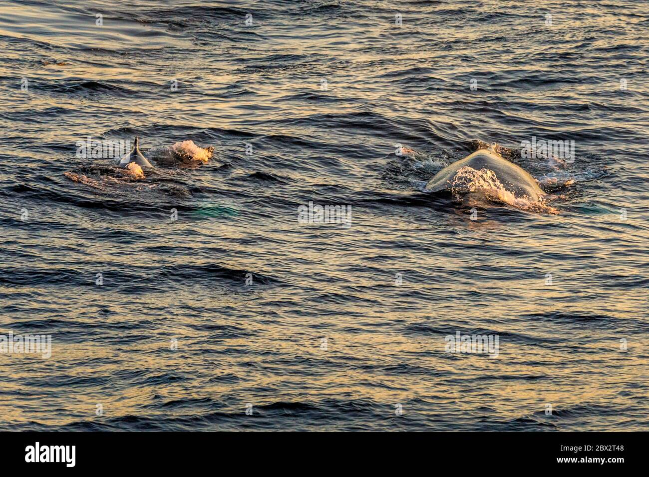 Antarctica, Southern Ocean, navigation between the archipelago of the ...