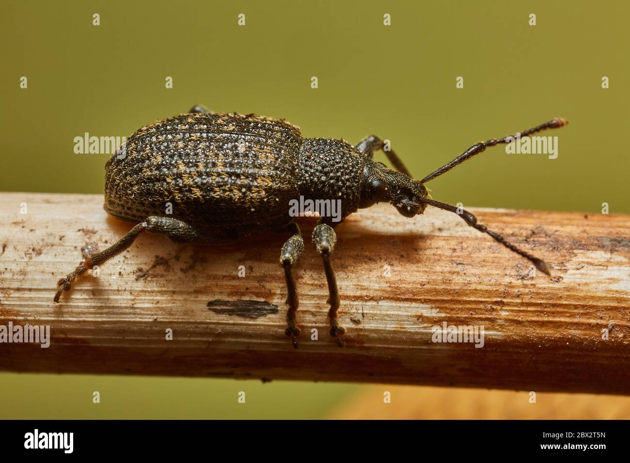 Vine weevil uk hi-res stock photography and images - Alamy