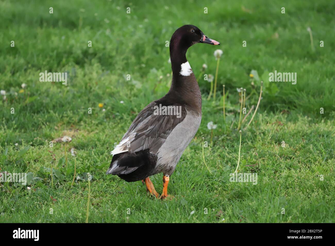 Muskus hi-res stock photography and images - Alamy