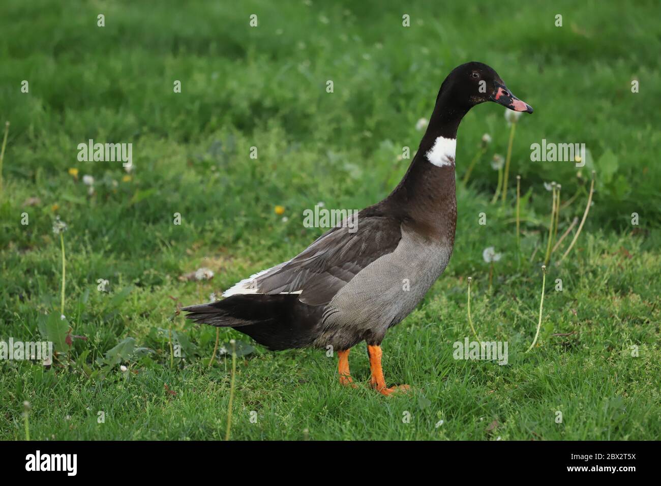 Cape duck hi-res stock photography and images - Alamy