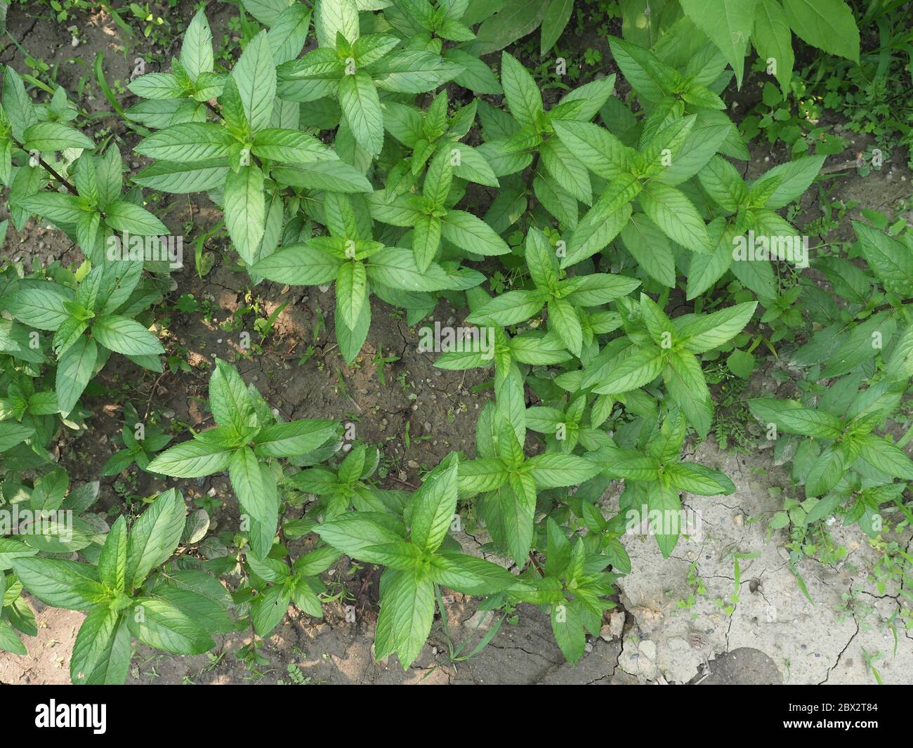 peppermint plant (scientific name Mentha x piperita Stock Photo - Alamy