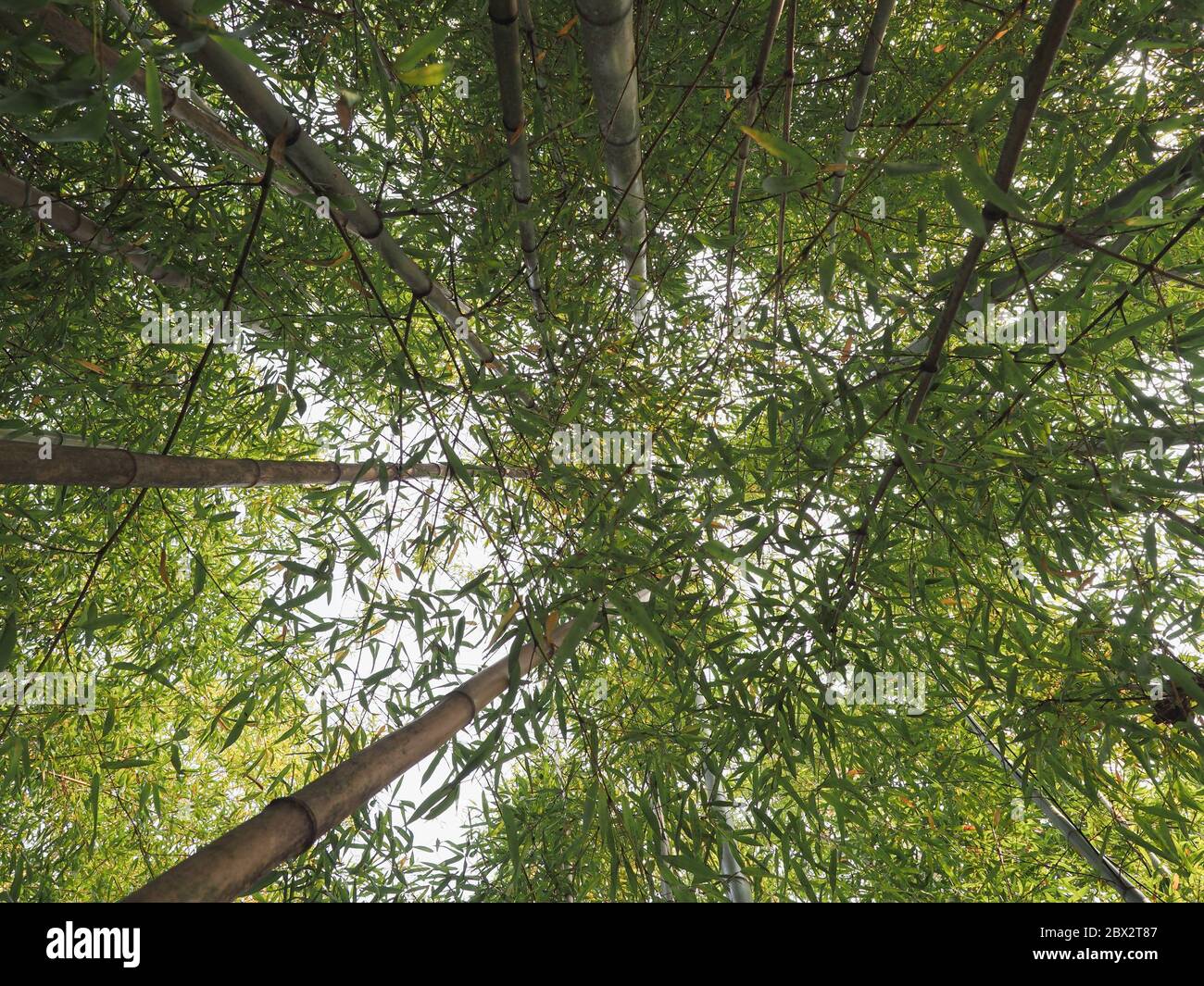 bamboo tree (scientific classification Bambusoideae) useful as a ...