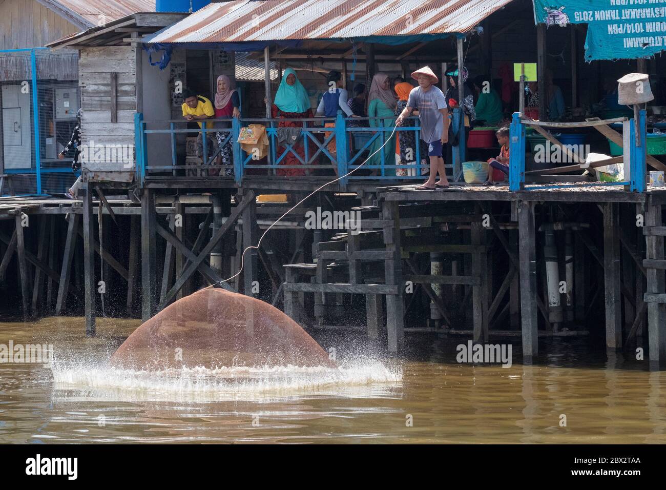 Indonesia, Borneo, Kalimantan, City of Kumai, hawk fishing Stock Photo ...
