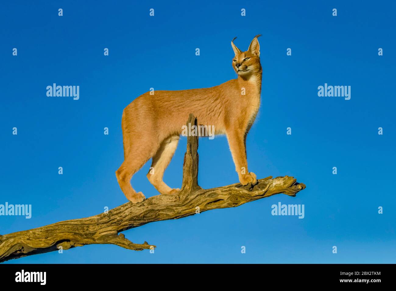 Namibia, Private reserve, Caracal (Caracal caracal), present in Africa ...