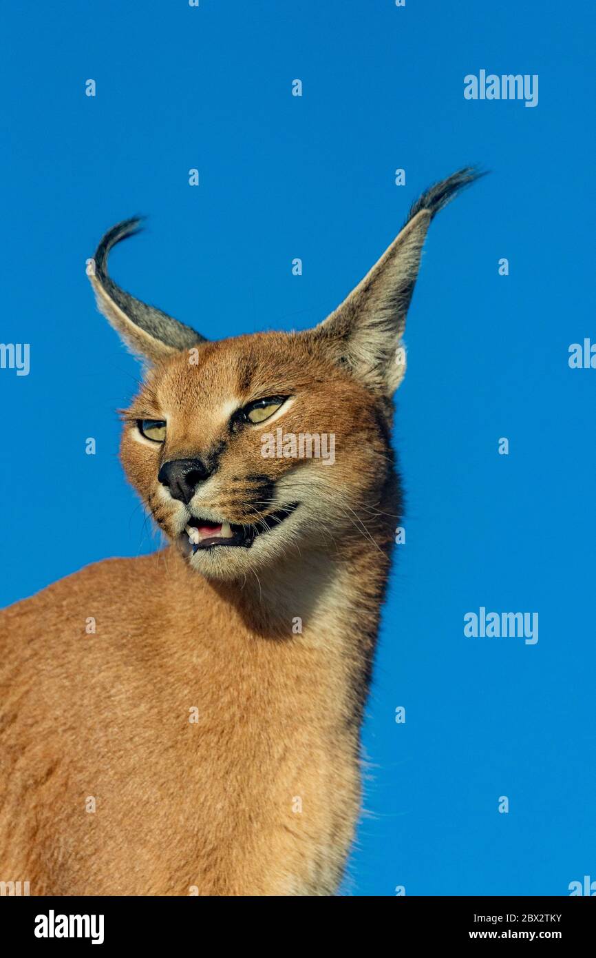 Namibia, Private reserve, Caracal (Caracal caracal), present in Africa ...