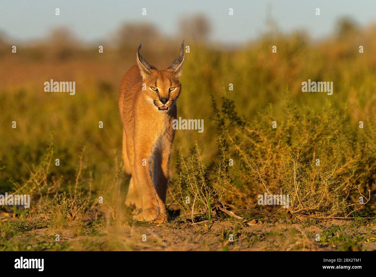Namibia, Private reserve, Caracal (Caracal caracal), present in Africa ...