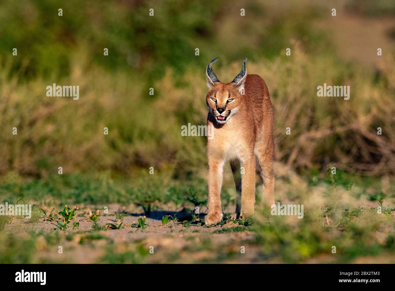 Namibia, Private reserve, Caracal (Caracal caracal), present in Africa ...