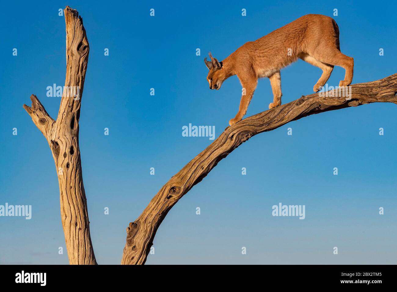 Namibia, Private reserve, Caracal (Caracal caracal), present in Africa ...