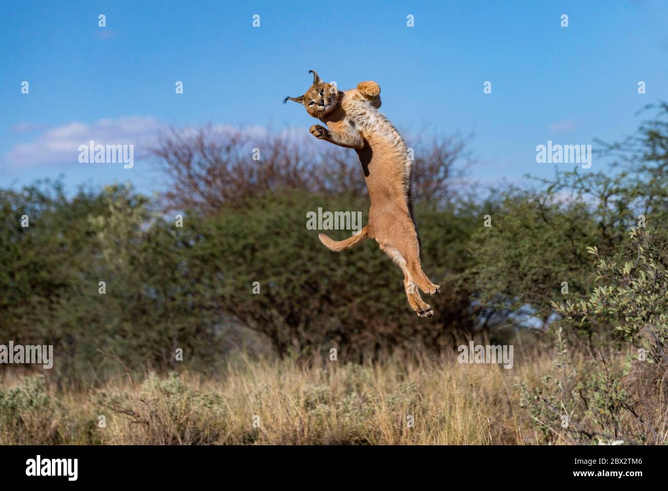 Namibia, Private reserve, Caracal (Caracal caracal), present in Africa ...