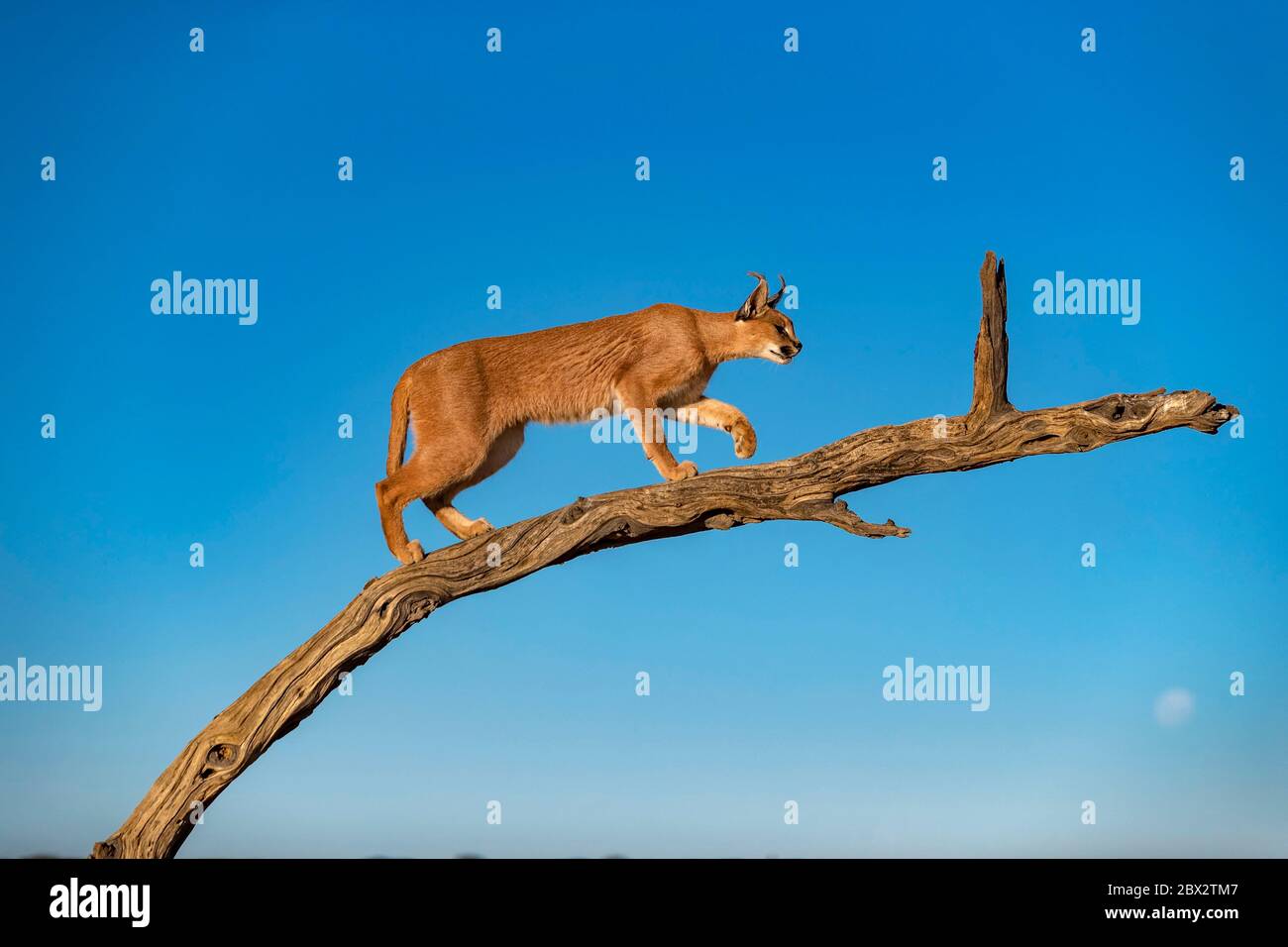 Caracal caracal tree hi-res stock photography and images - Alamy