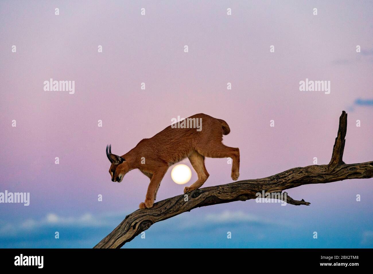 Namibia, Private reserve, Caracal (Caracal caracal), present in Africa ...