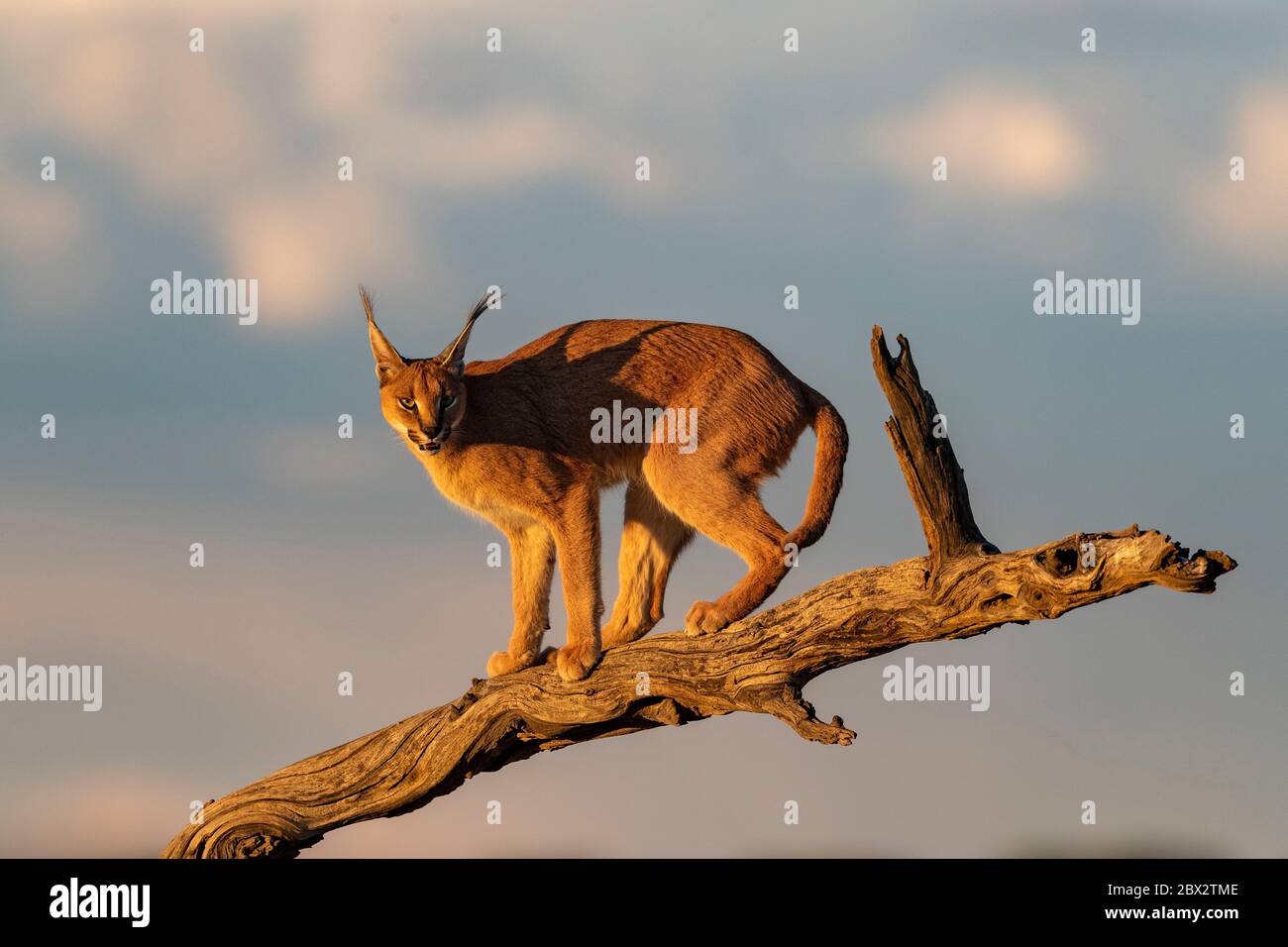 Namibia, Private reserve, Caracal (Caracal caracal), present in Africa ...