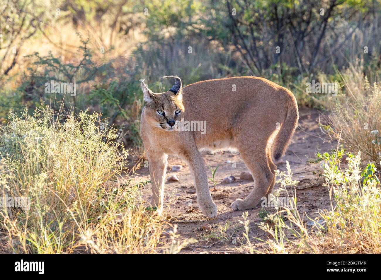 Namibia, Private reserve, Caracal (Caracal caracal), present in Africa ...