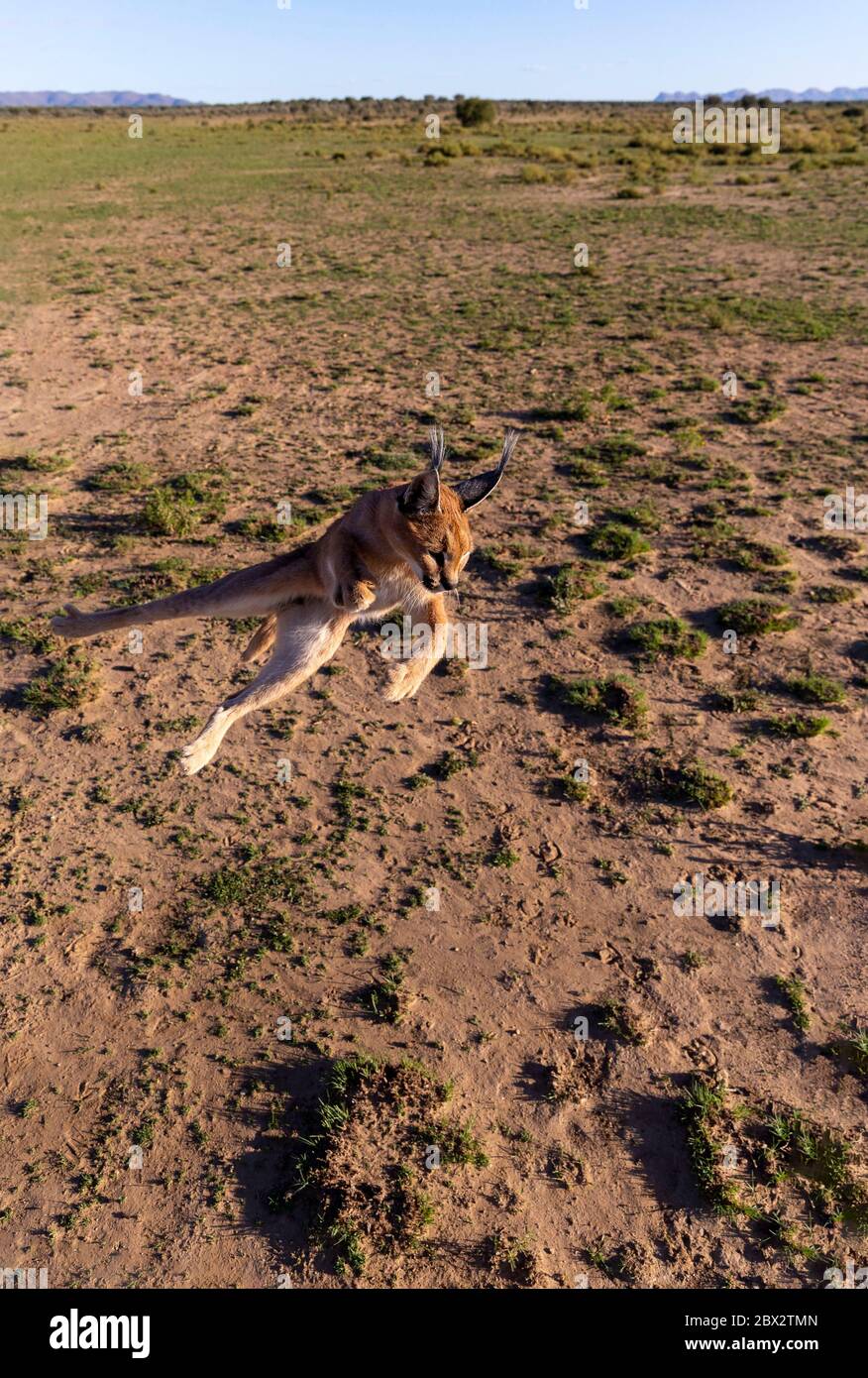 Namibia, Private reserve, Caracal (Caracal caracal), present in Africa ...