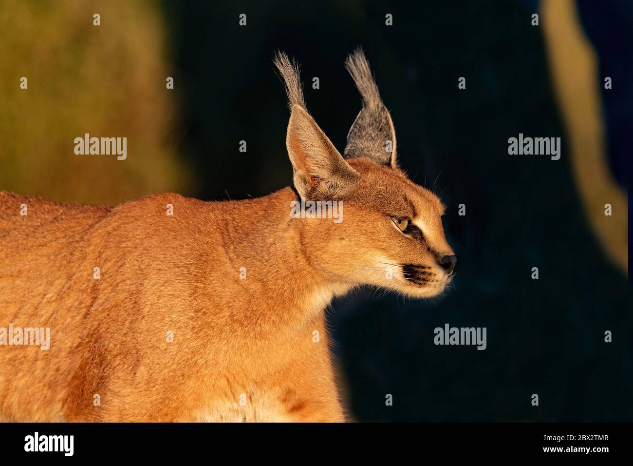 Namibia, Private reserve, Caracal (Caracal caracal), present in Africa ...