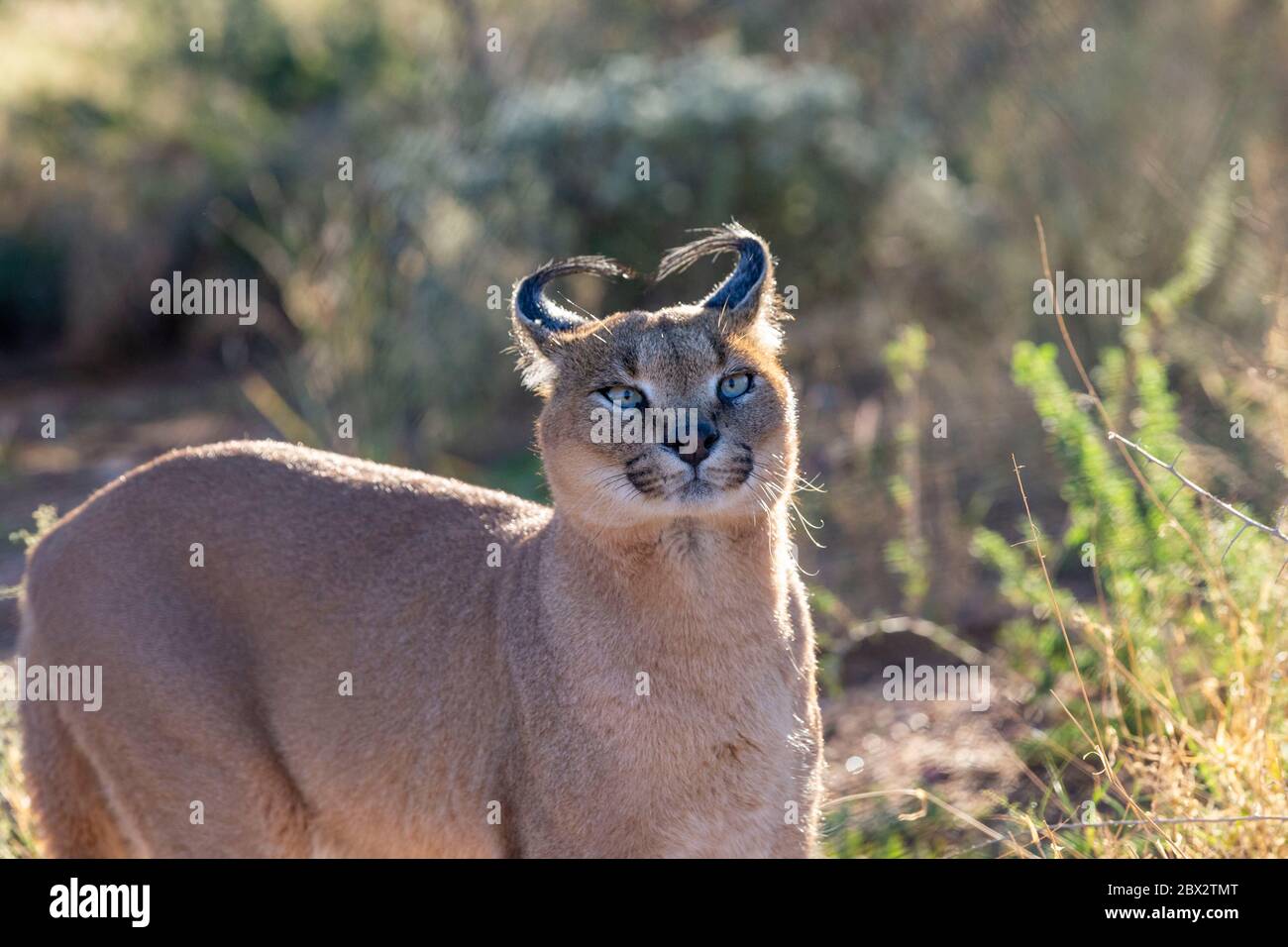 Namibia, Private reserve, Caracal (Caracal caracal), present in Africa ...