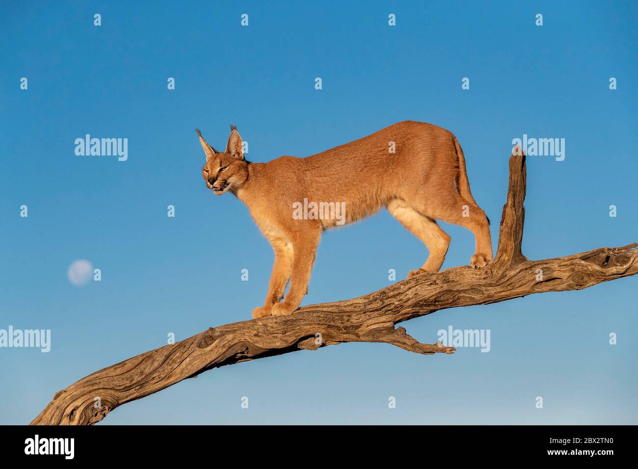 Namibia, Private reserve, Caracal (Caracal caracal), present in Africa ...