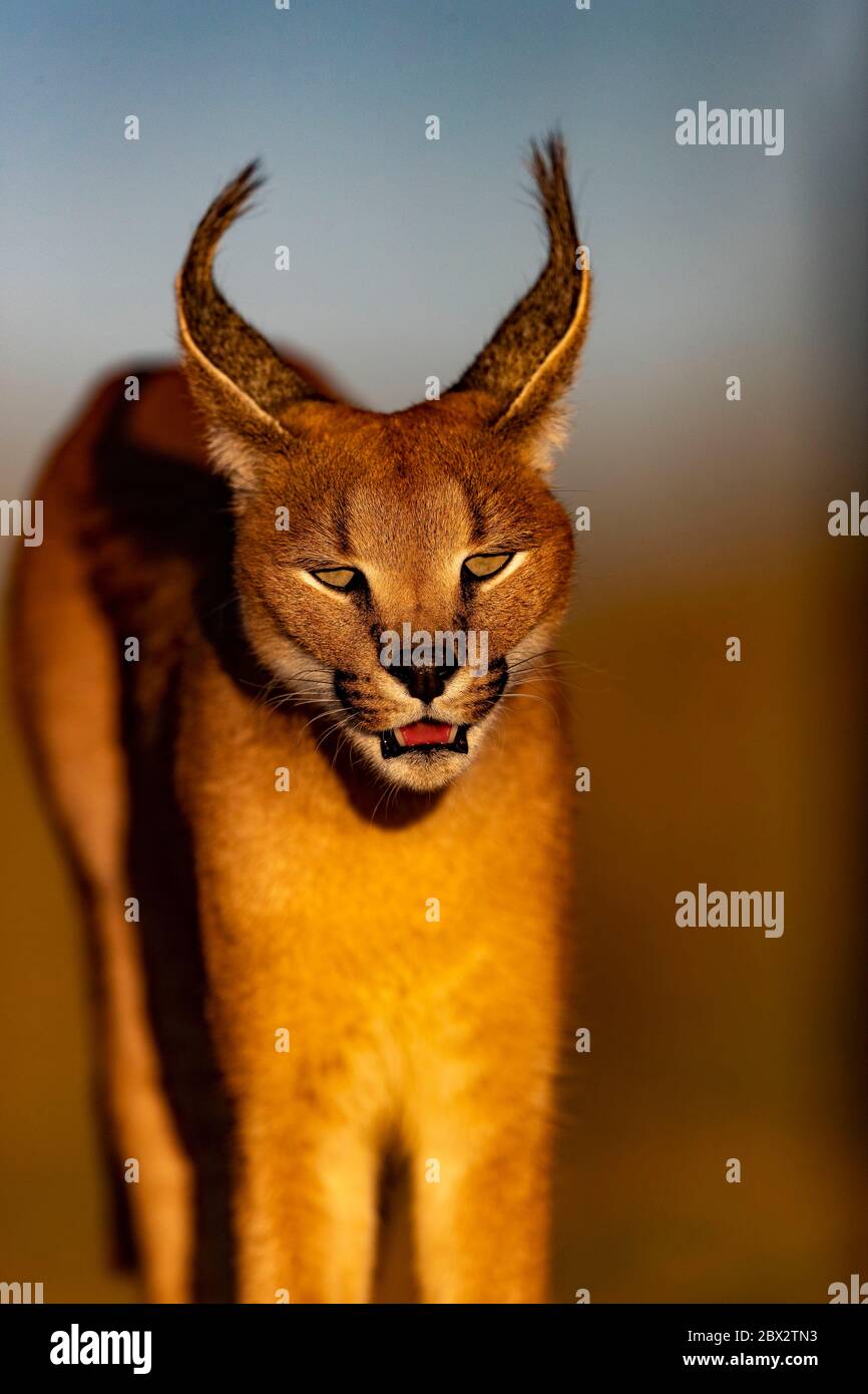 Namibia, Private reserve, Caracal (Caracal caracal), present in Africa ...