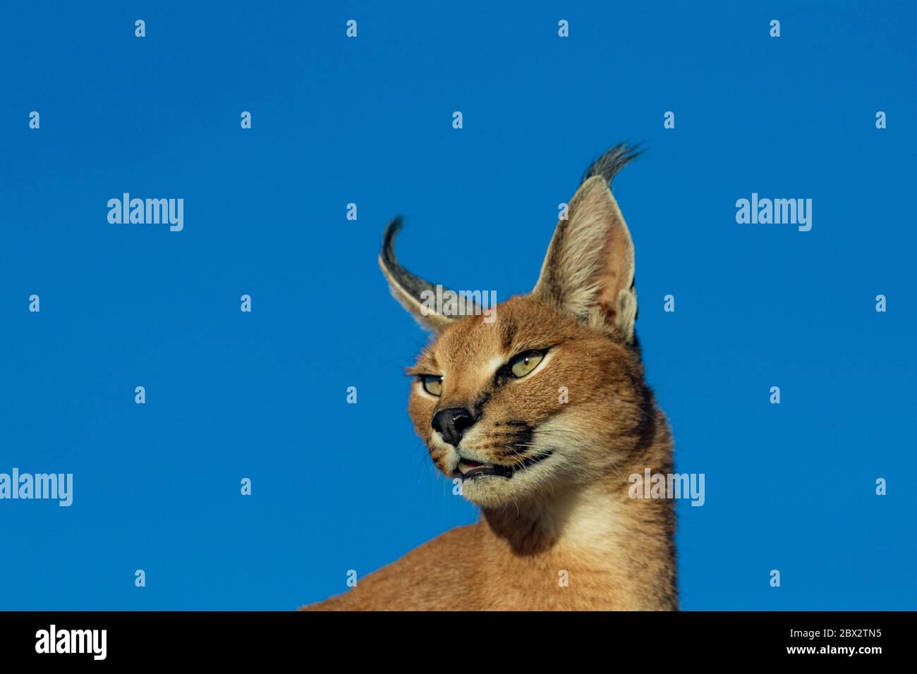 Namibia, Private reserve, Caracal (Caracal caracal), present in Africa ...