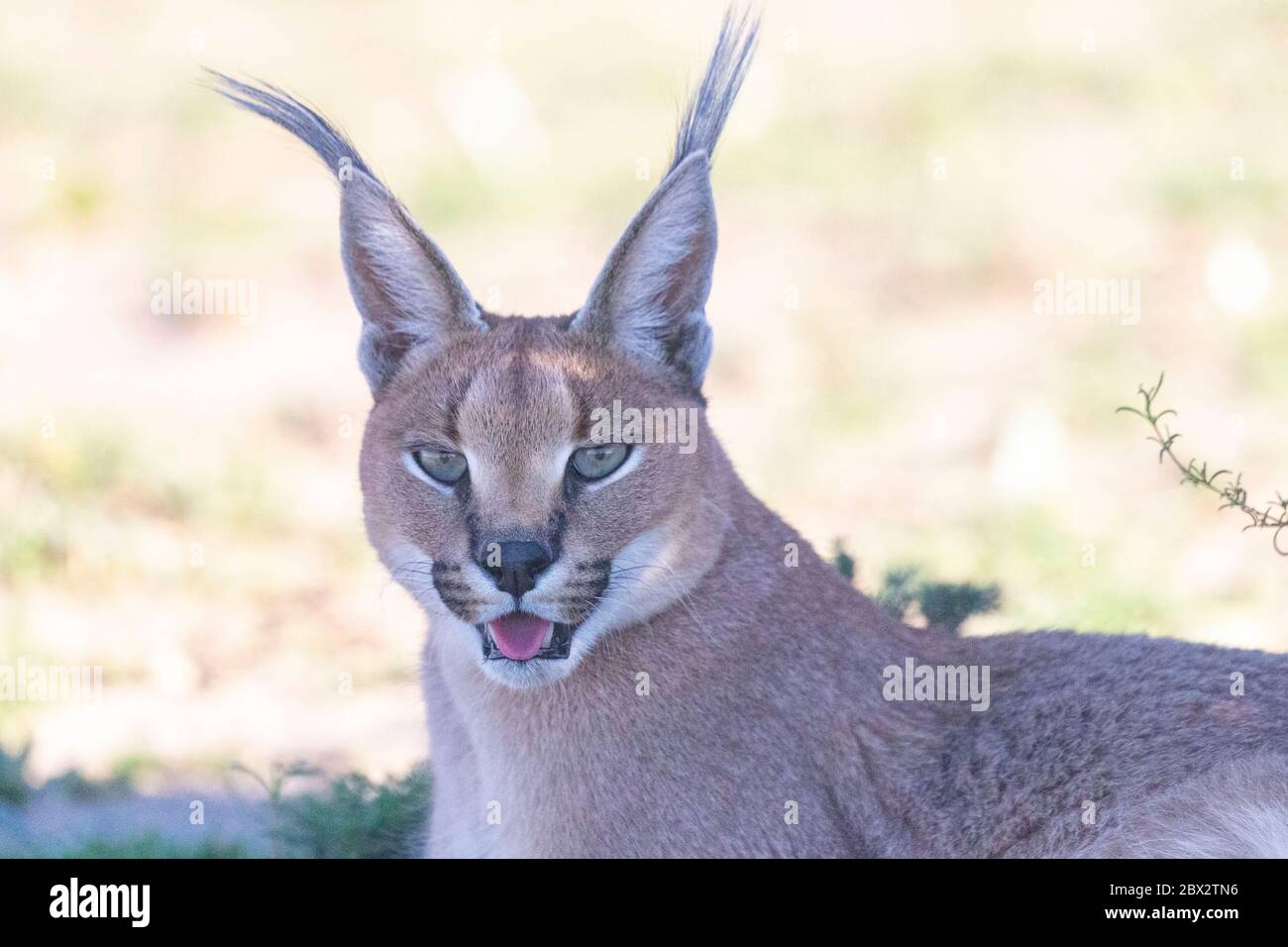 Namibia, Private reserve, Caracal (Caracal caracal), present in Africa ...
