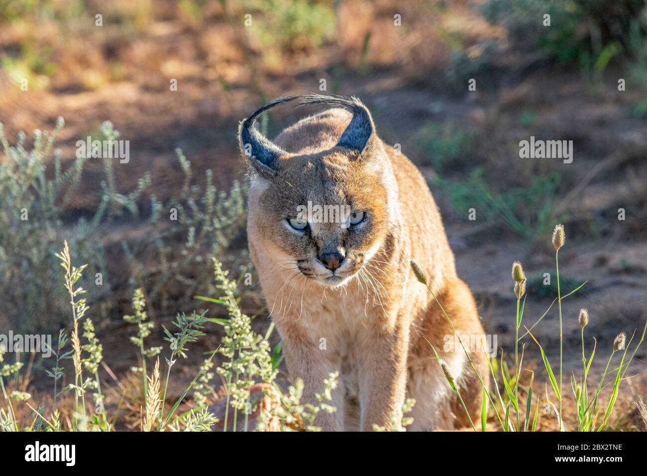 Namibia, Private reserve, Caracal (Caracal caracal), present in Africa ...