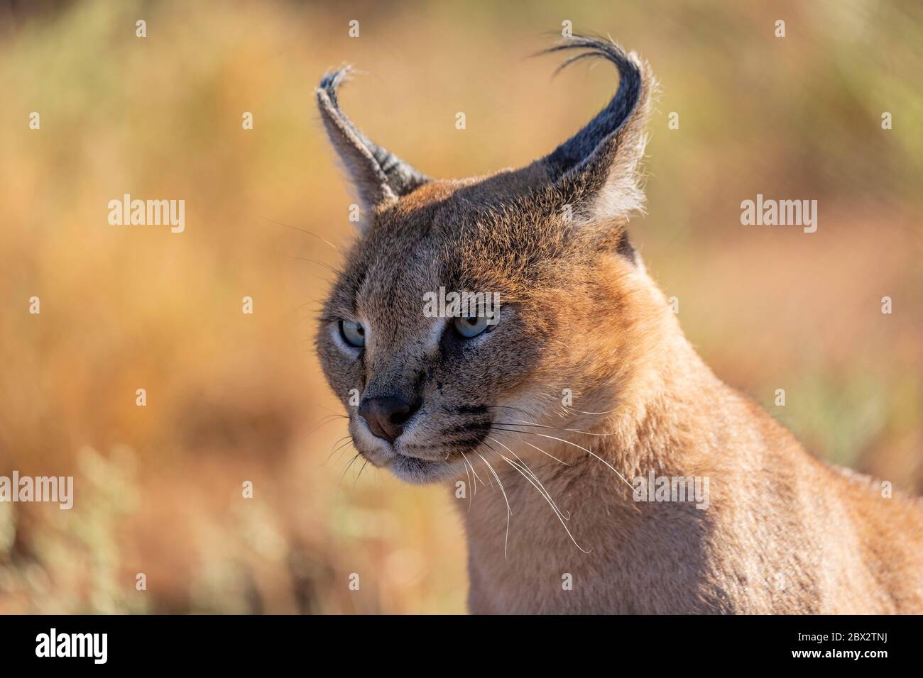 Namibia, Private reserve, Caracal (Caracal caracal), present in Africa ...