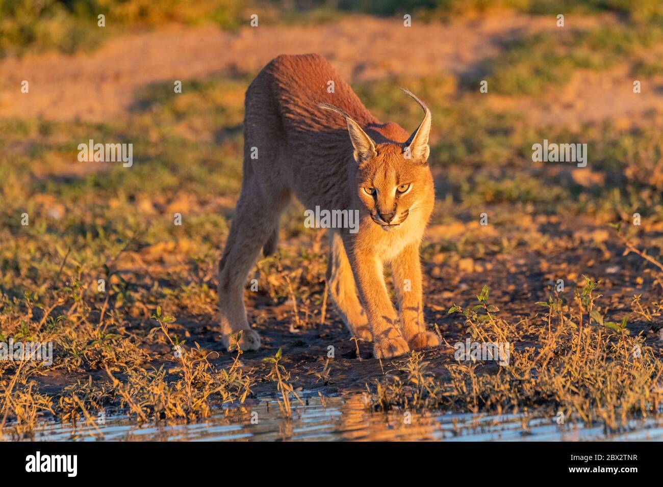 Namibia, Private reserve, Caracal (Caracal caracal), present in Africa ...