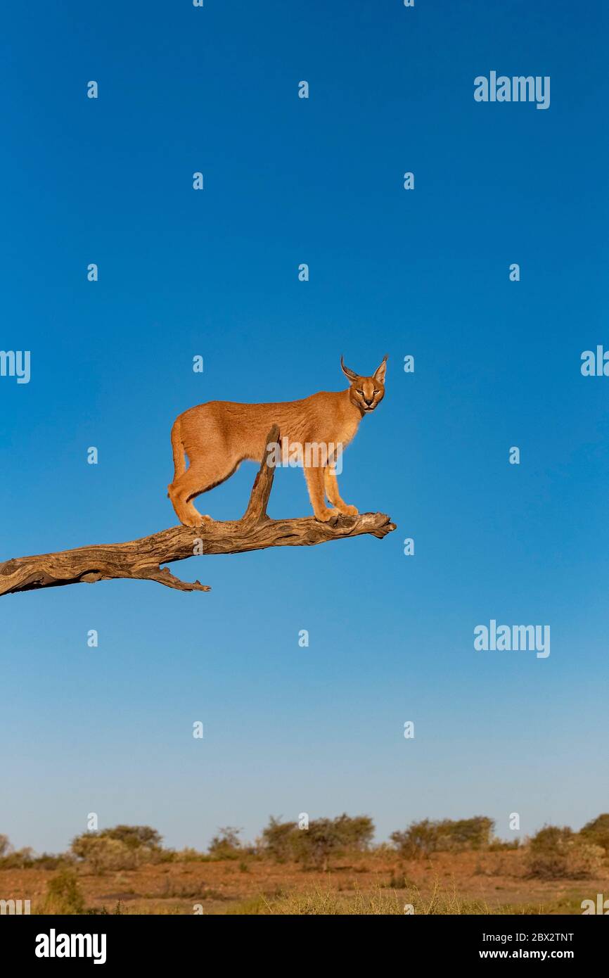 Namibia, Private reserve, Caracal (Caracal caracal), present in Africa ...